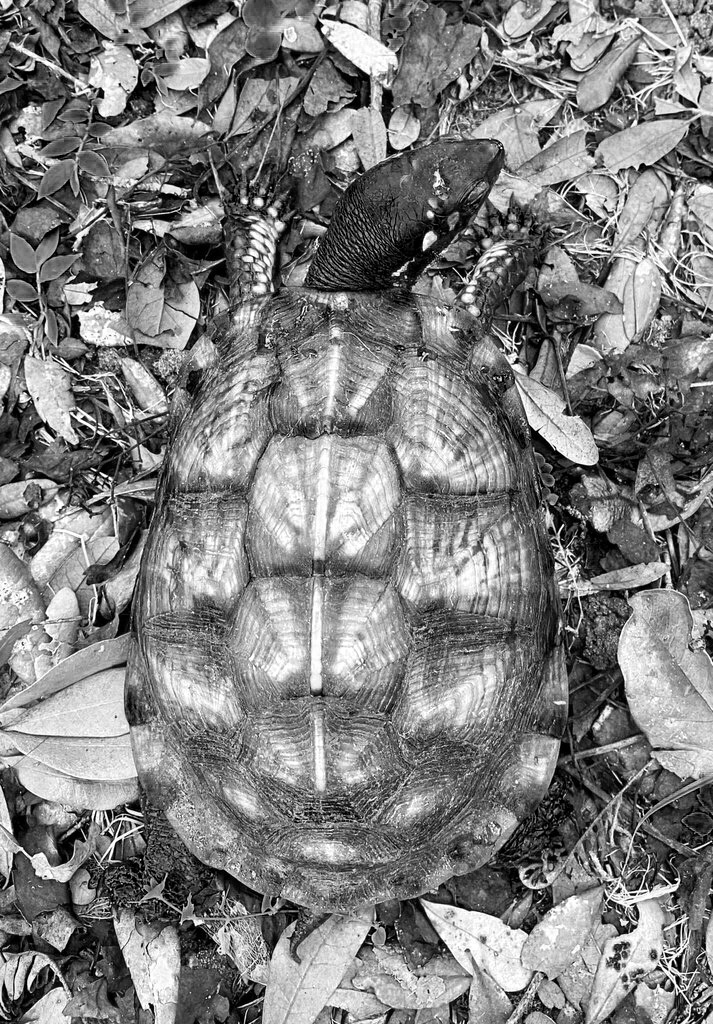 IHBT BW patterns – Indianhead Box Turtles